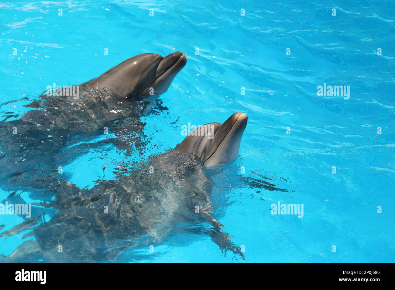Dolphins swimming in pool at marine mammal park Stock Photo - Alamy