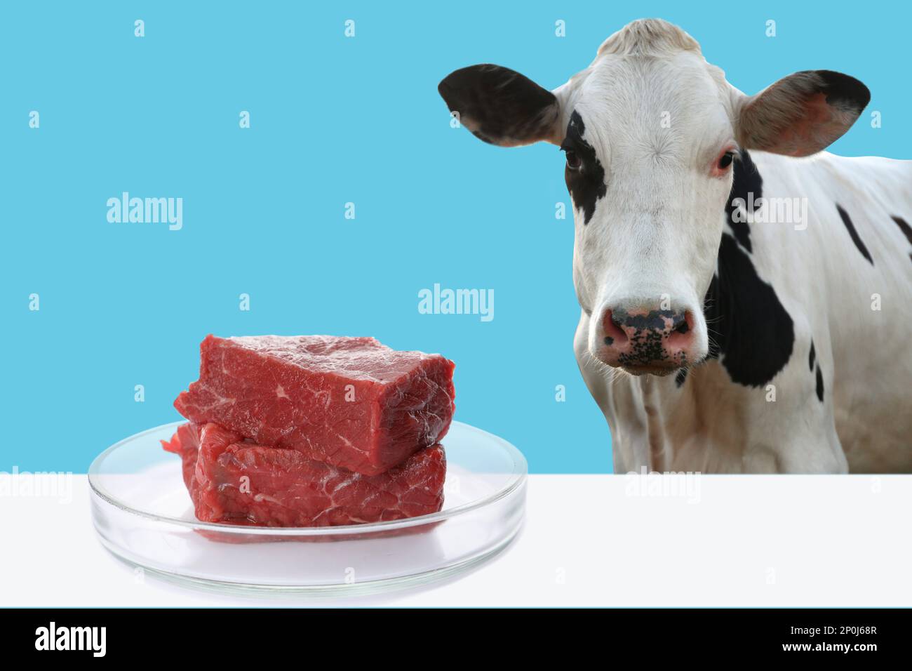 Lab grown beef in Petri dish on white table and cow against light blue ...