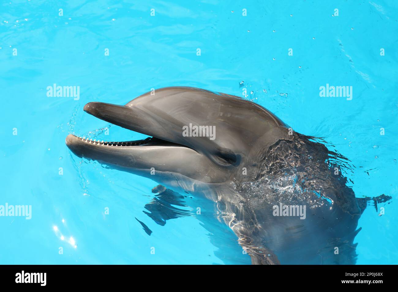 Dolphin swimming in pool at marine mammal park Stock Photo - Alamy