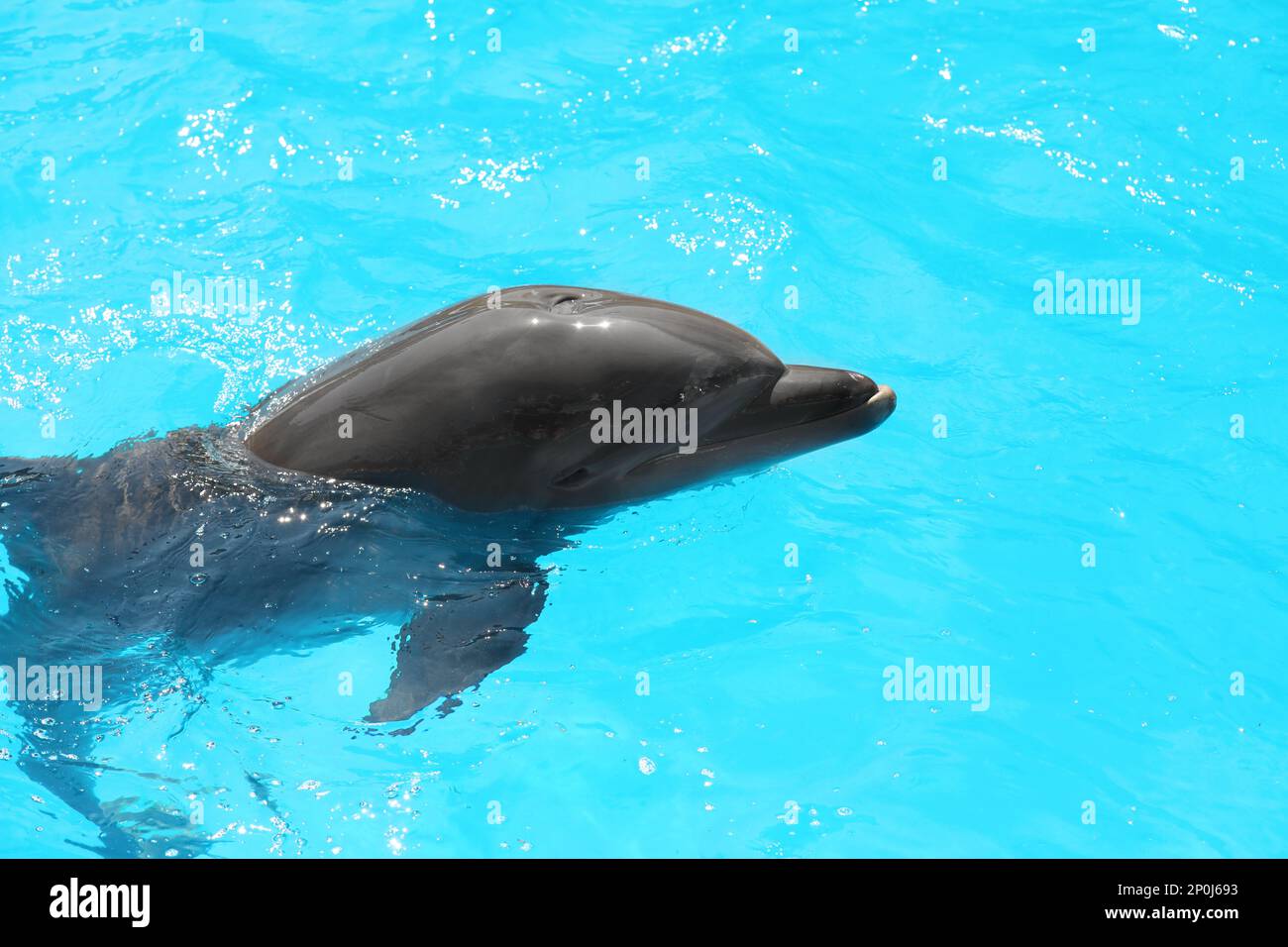 Dolphin swimming in pool at marine mammal park Stock Photo - Alamy