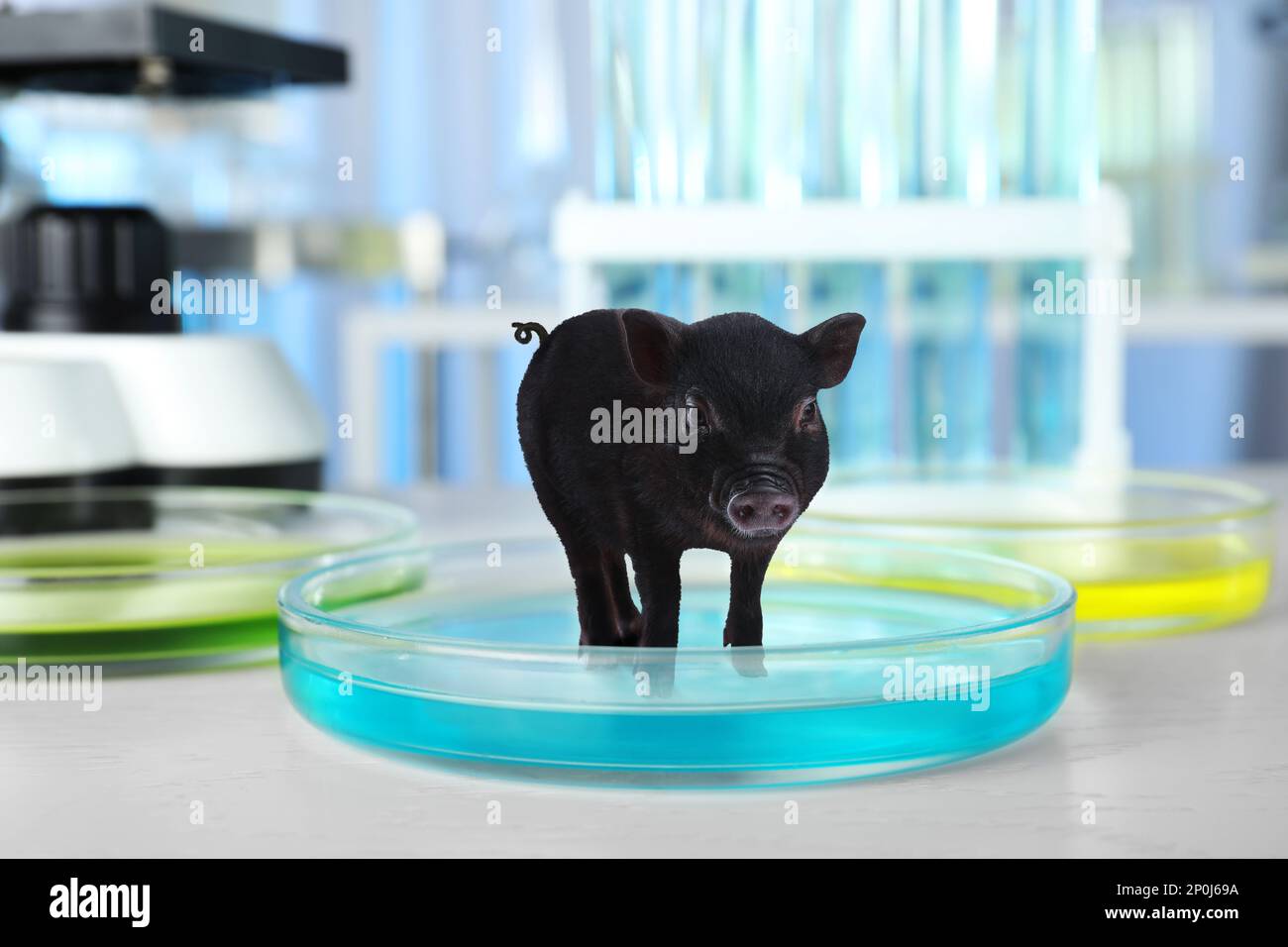 Small pig in Petri dish on laboratory table. Cultured meat concept ...