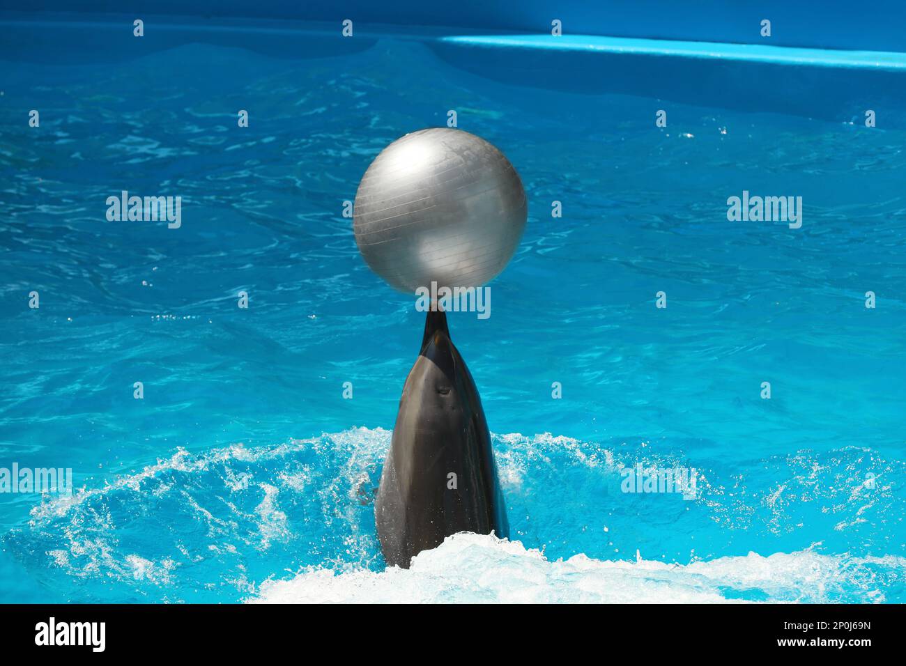 Cute dolphin playing with ball in pool at marine mammal park Stock ...