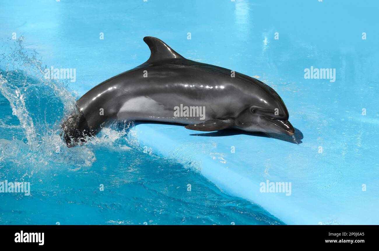 Dolphin near pool at marine mammal park Stock Photo - Alamy