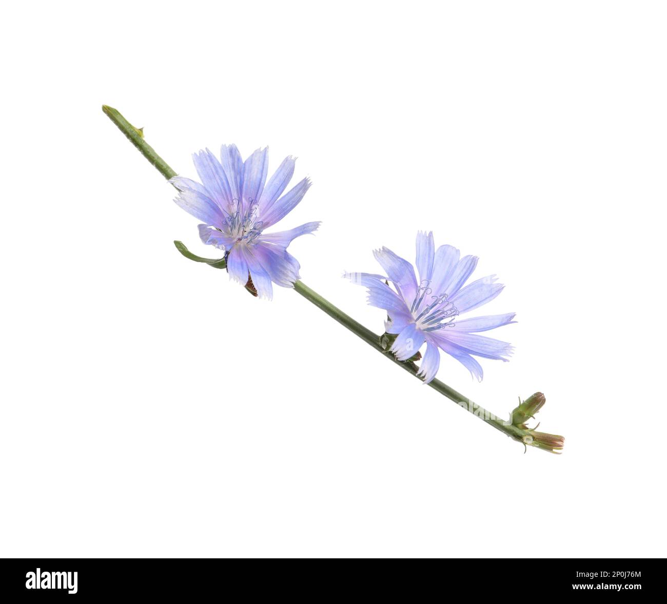 Chicory plant Cut Out Stock Images & Pictures - Alamy