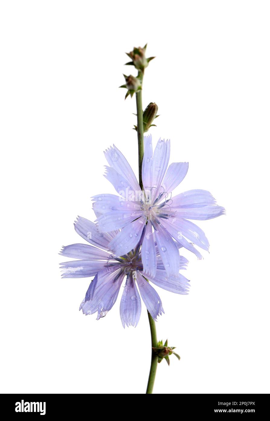 Beautiful blooming chicory flowers on white background Stock Photo - Alamy