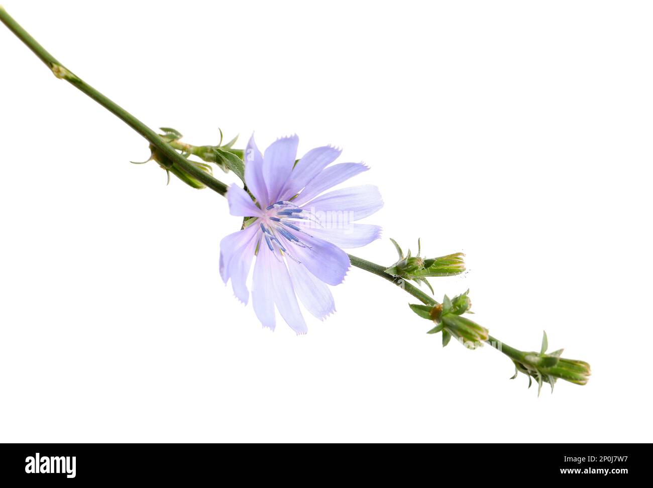 Chicory flower on meadow Cut Out Stock Images & Pictures - Alamy