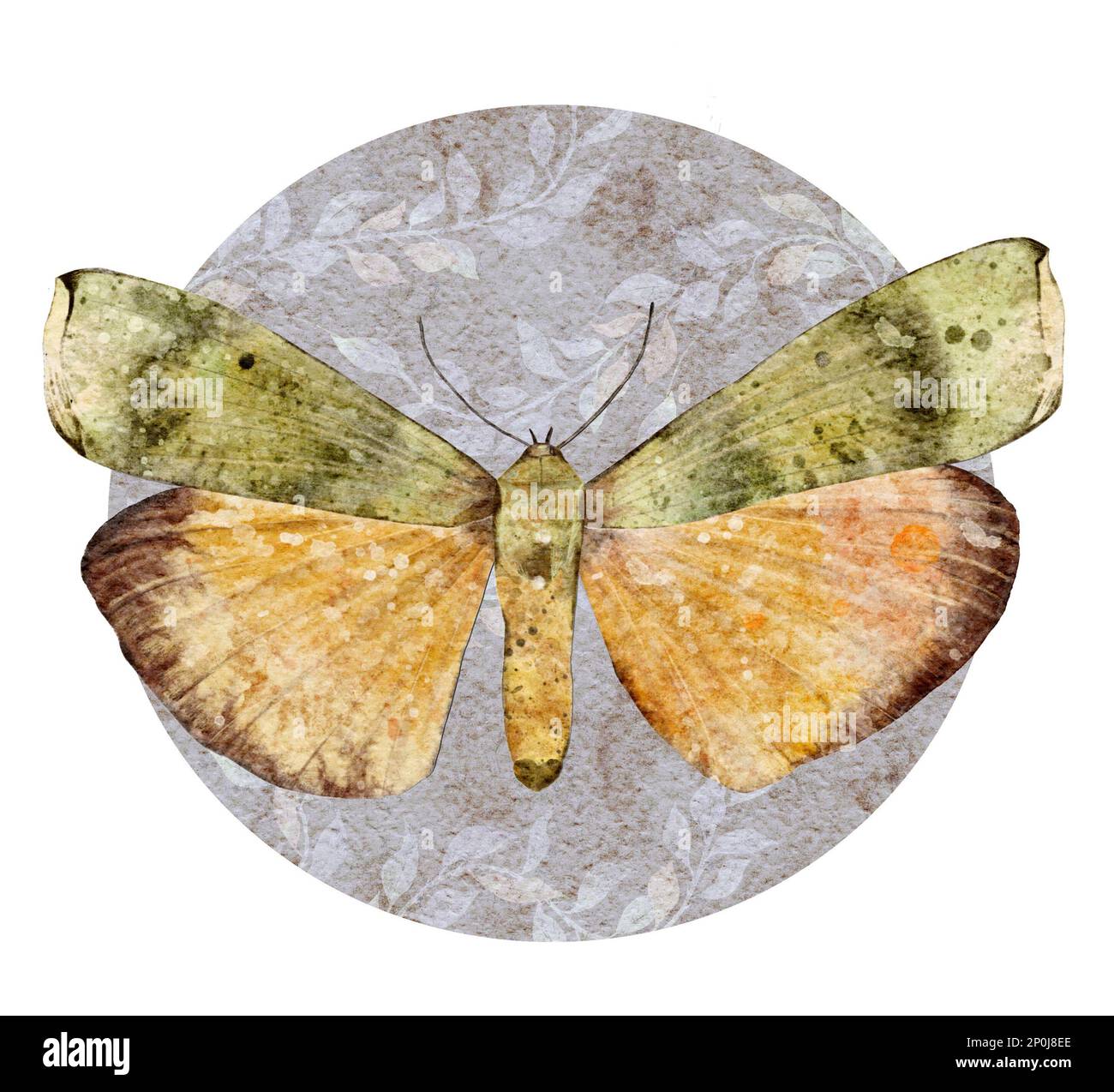 Watercolor green and yellow butterfly. Vintage Insect. Summer ...