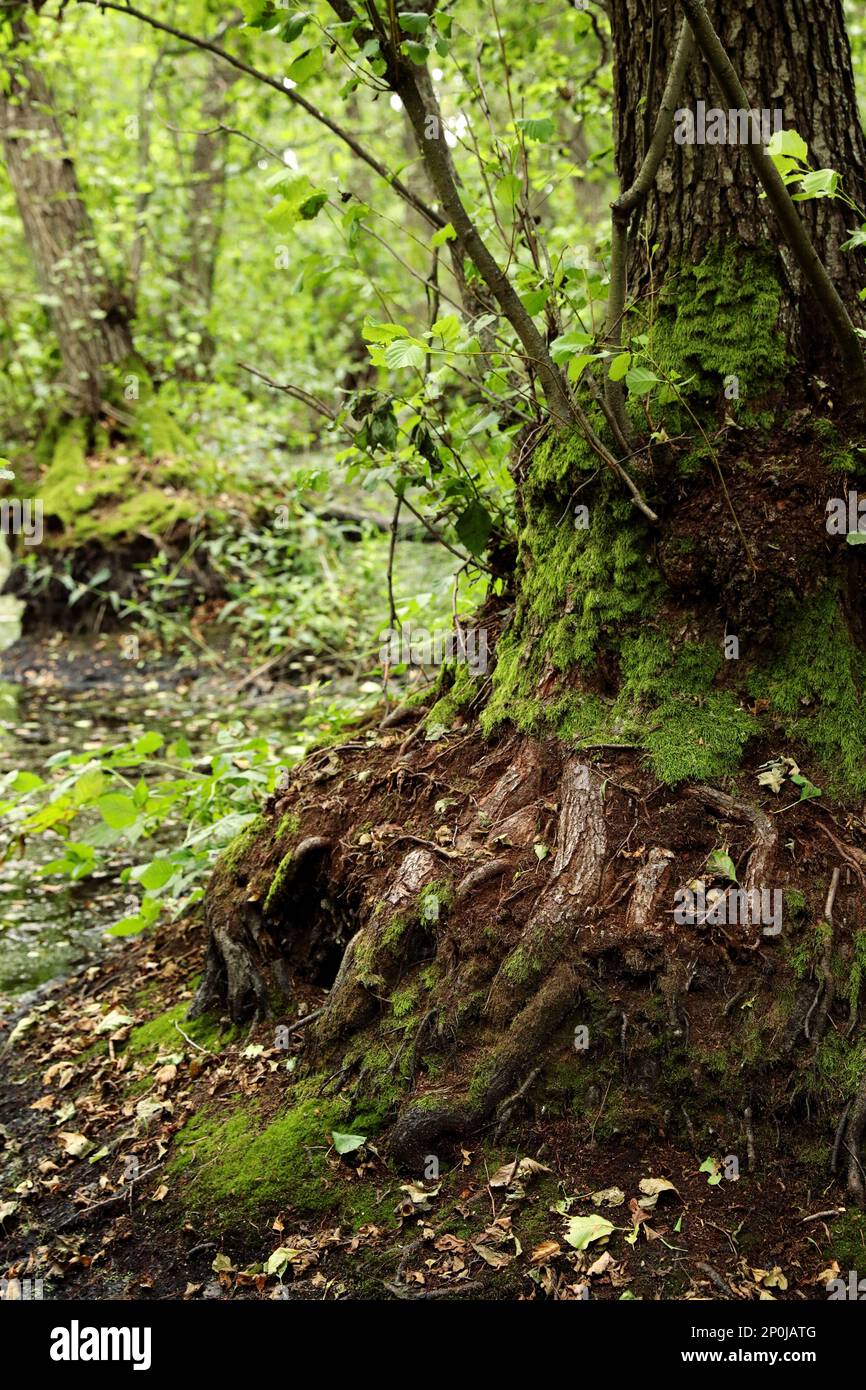 Tree roots visible through hi-res stock photography and images - Alamy