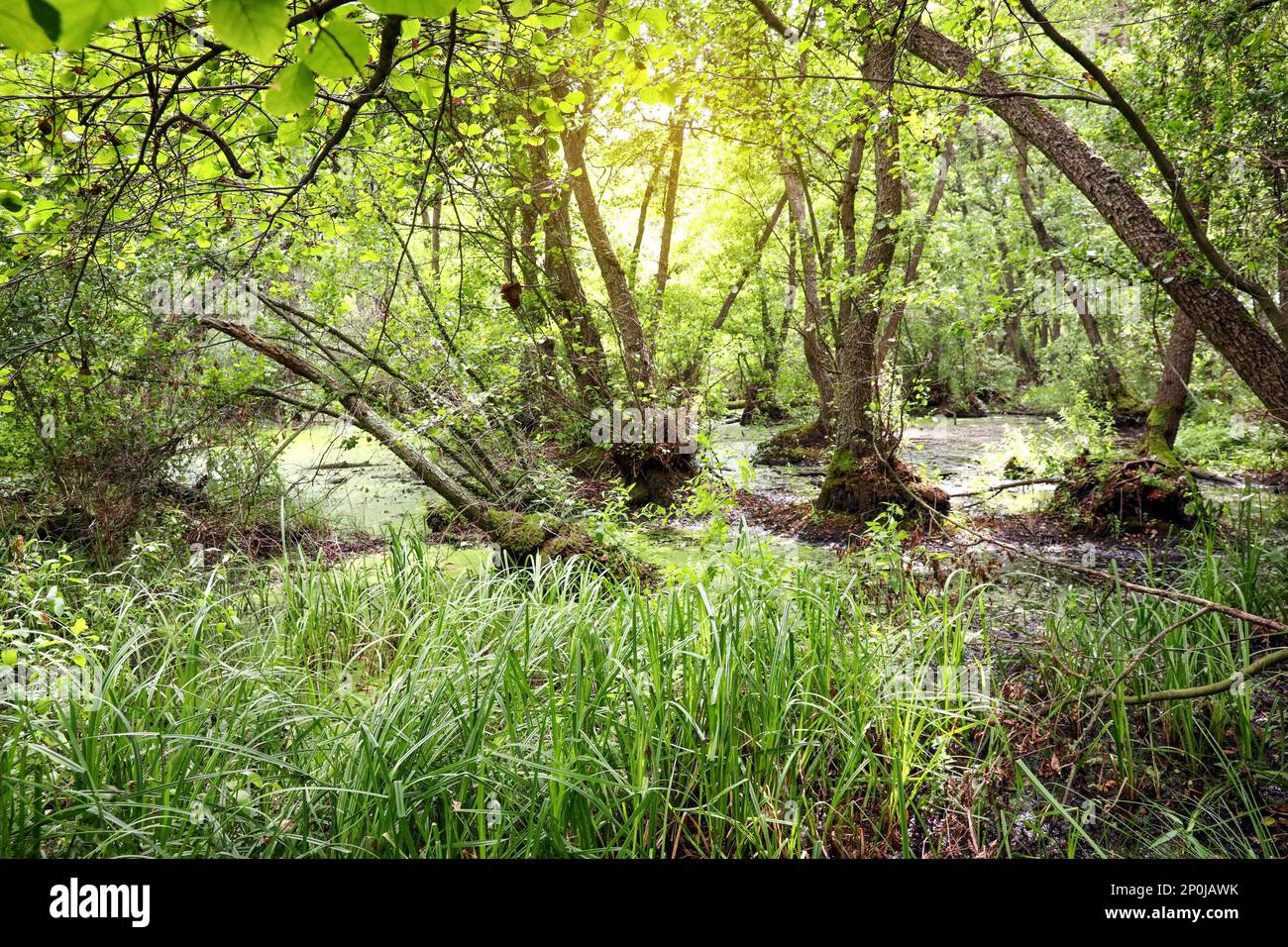 Picturesque view of green forest with swamp Stock Photo - Alamy