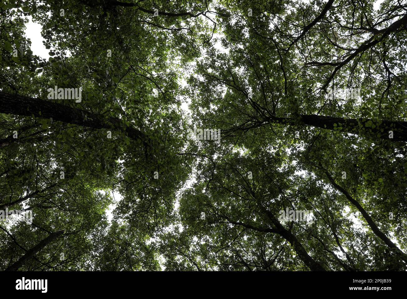 Trees with green leaves in forest, bottom view Stock Photo - Alamy