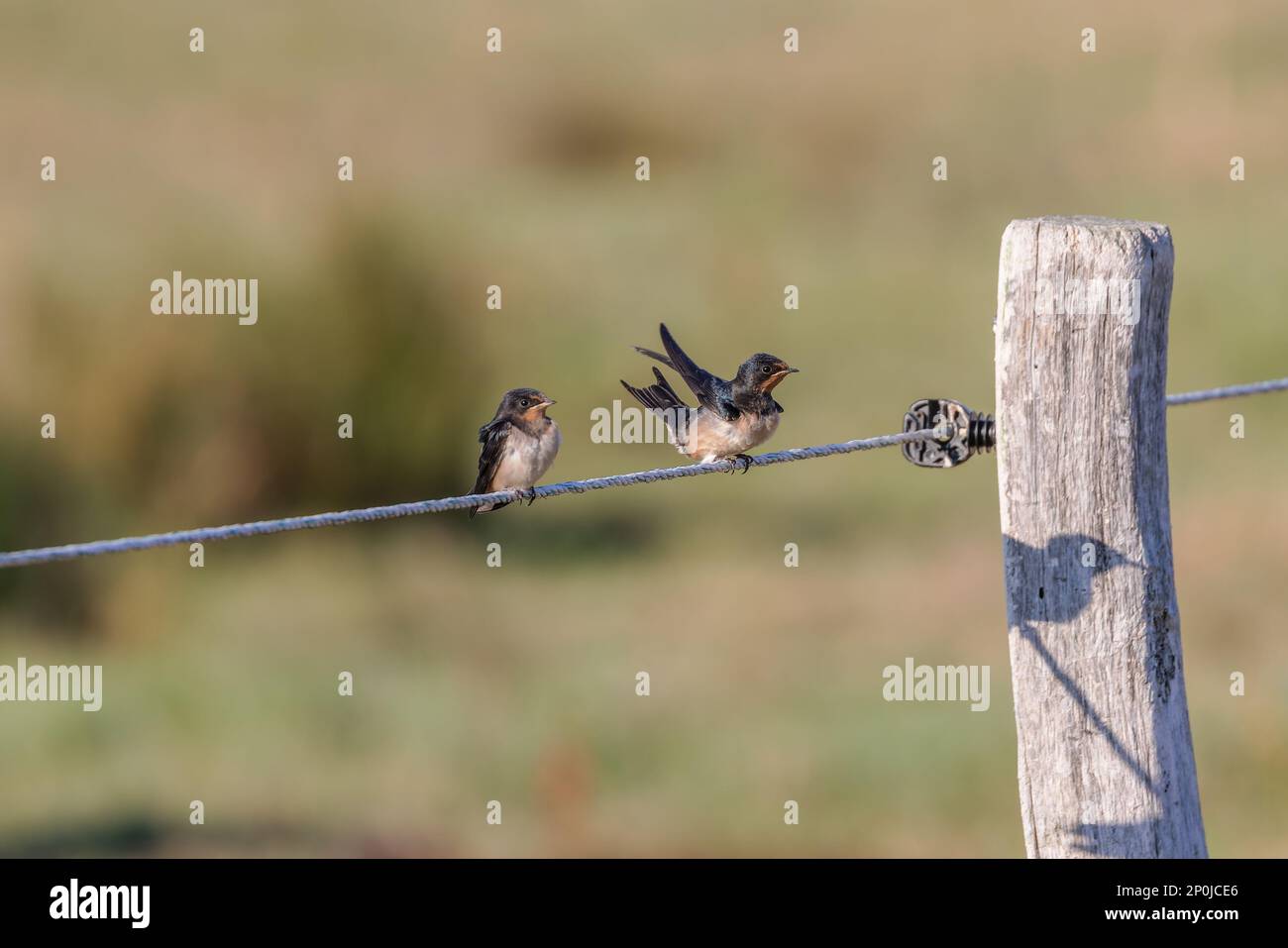 Barn swallows (Hirundo rustica) sitting on a fence at the salt marshes ...