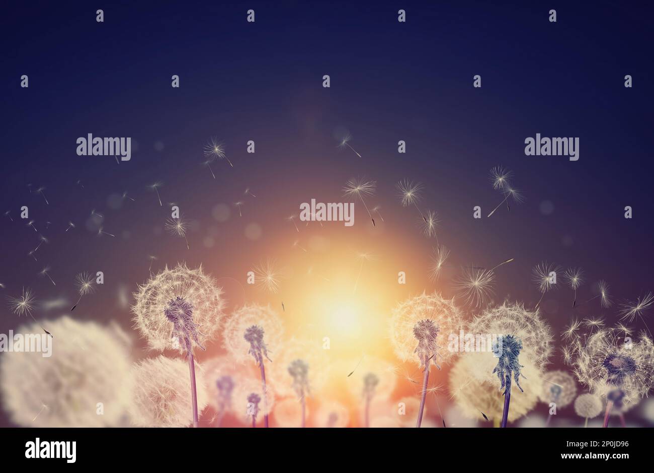 Beautiful fluffy dandelions and flying seeds outdoors at sunset Stock ...