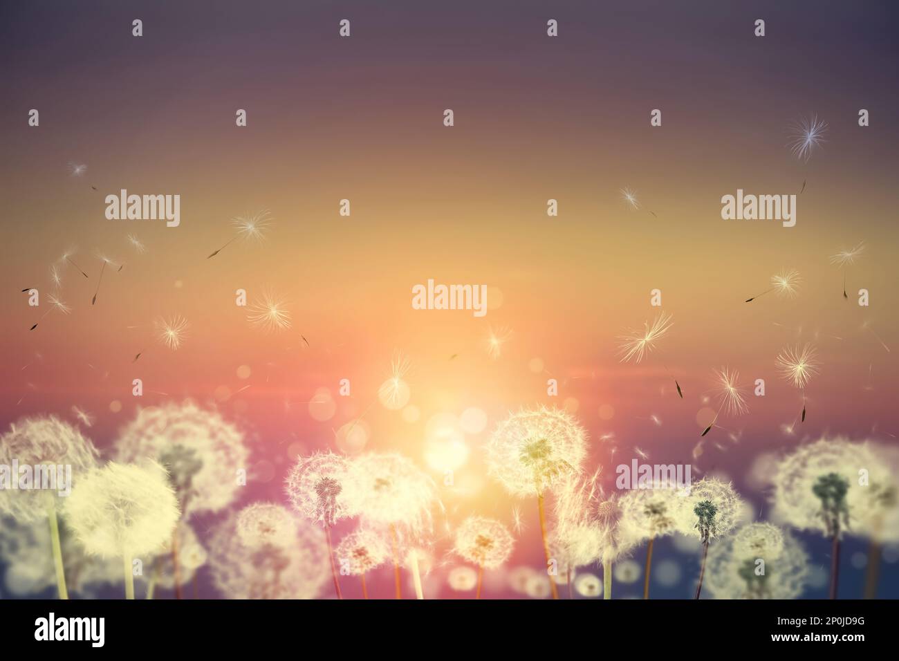 Flying seeds hi-res stock photography and images - Alamy