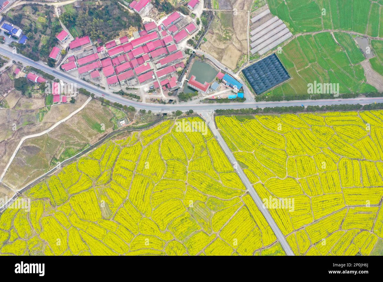 Aerial photo shows the blooming rapeseed flowers in Jiulongshan Village ...