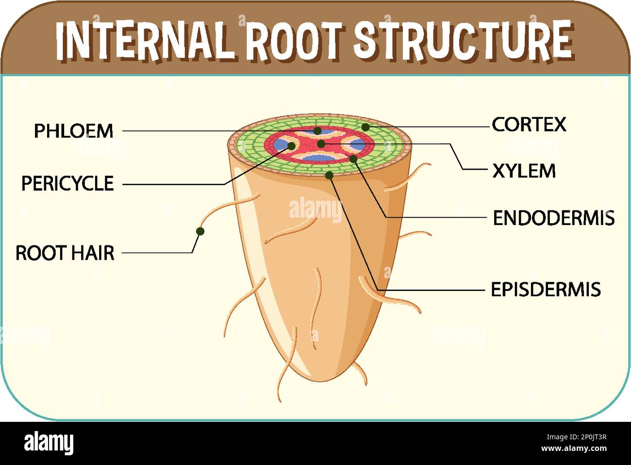 Internal structure of root diagram illustration Stock Vector Image ... Internal structure of root diagram illustration Stock Vector Image ...