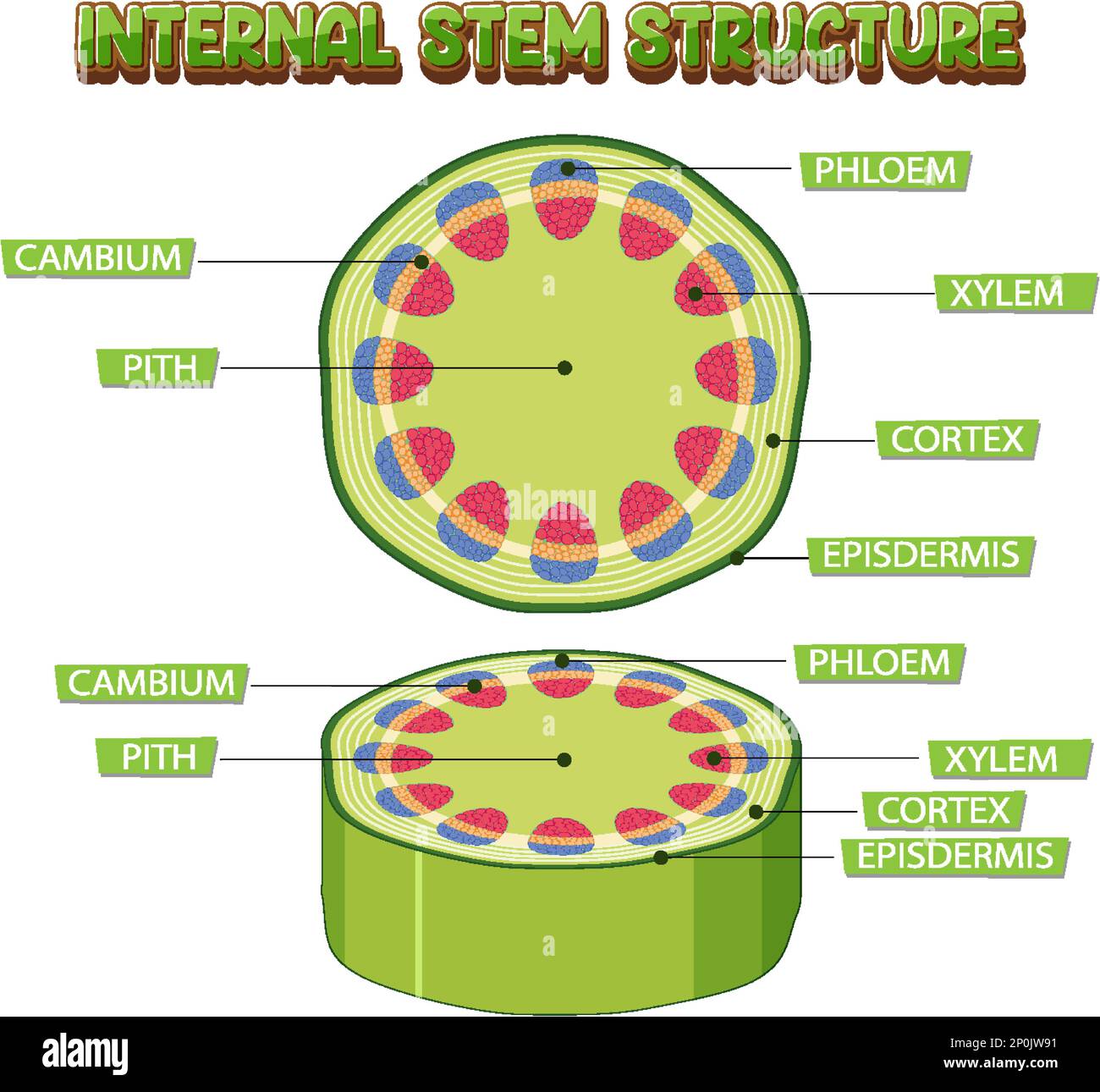 Internal structure of stem diagram illustration Stock Vector Image ... Internal structure of stem diagram illustration Stock Vector Image ...