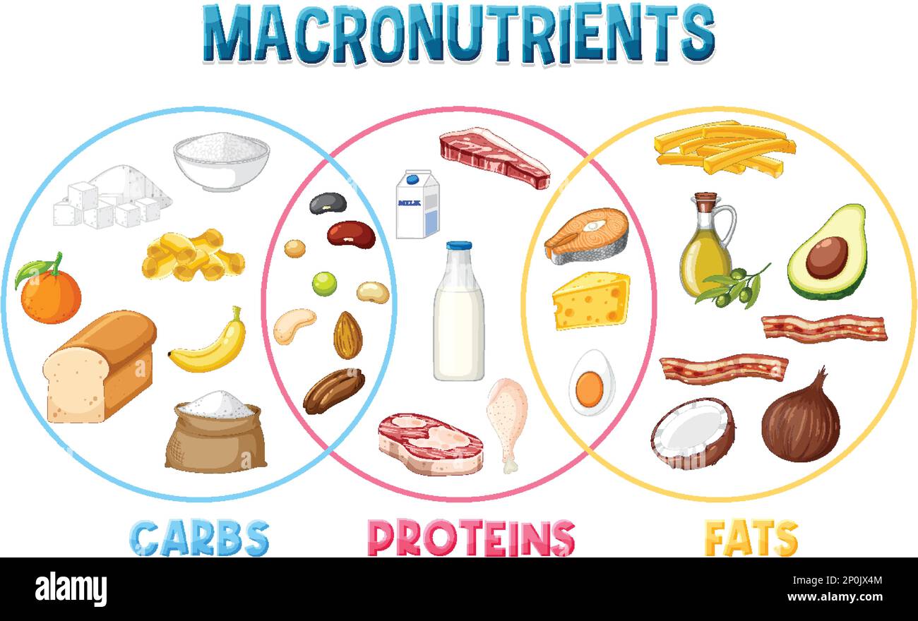 Main food groups macronutrients vector illustration Stock Vector Image ...