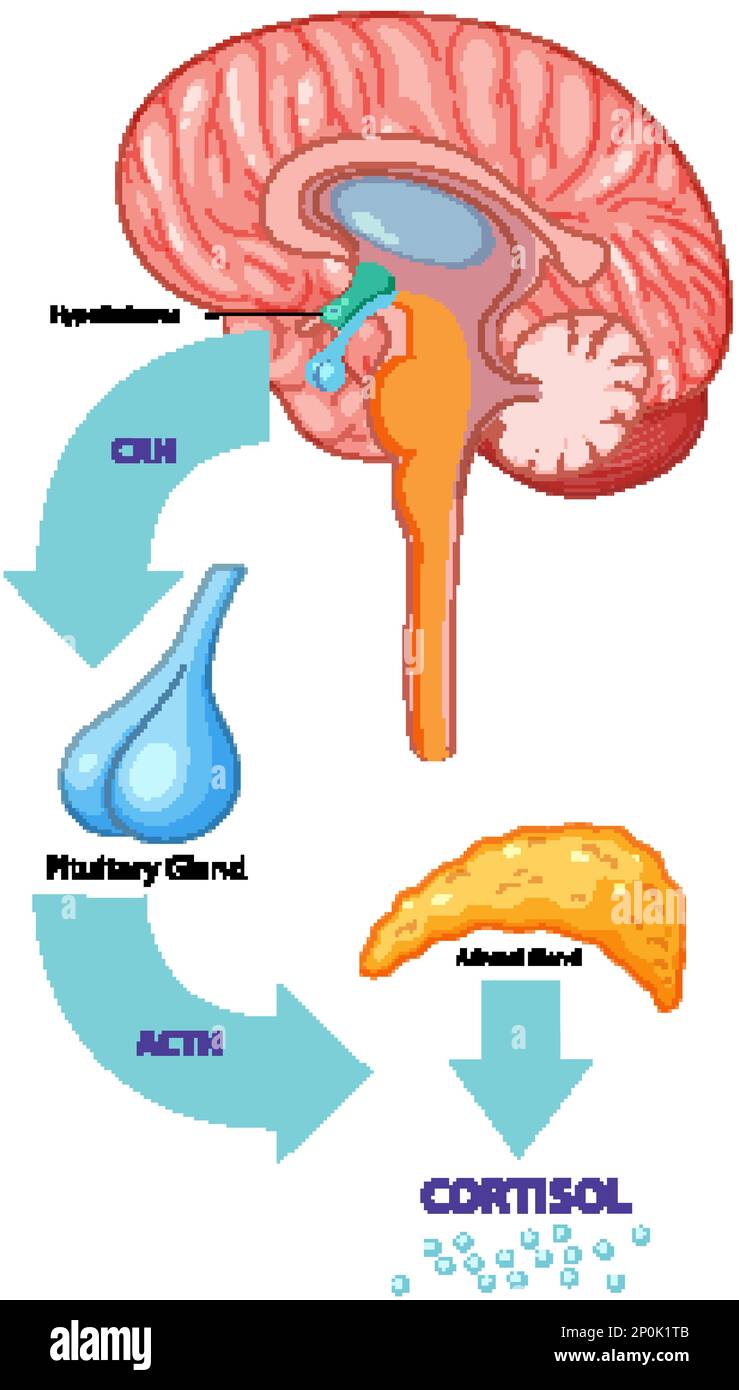 Brain produces cortisol process illustration Stock Vector Image & Art ...