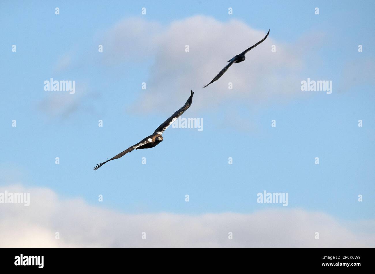 Adult Spanish Imperial Eagle flying whith raven within its territory in ...
