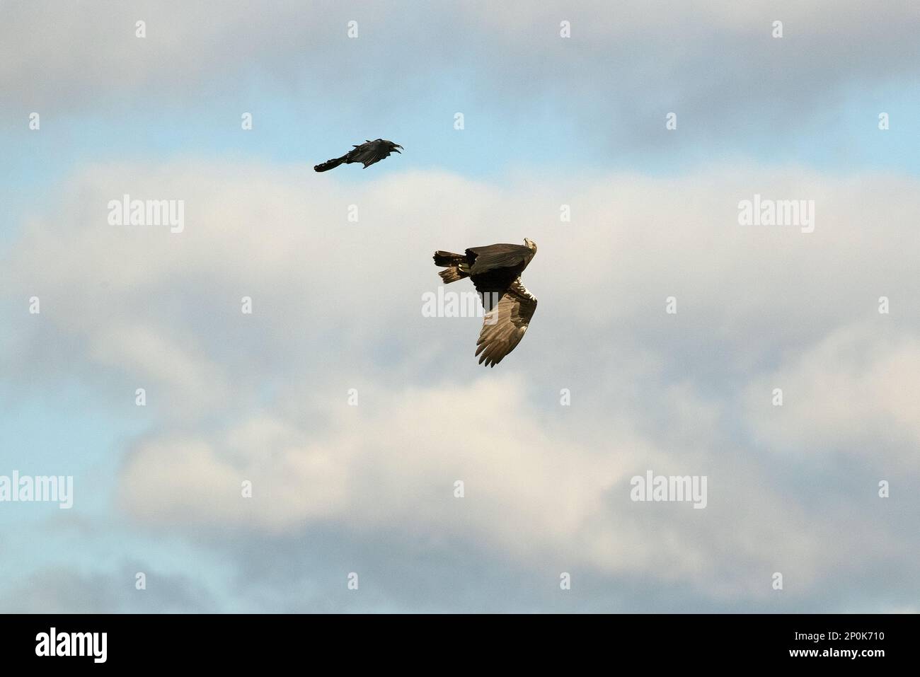 Adult Spanish Imperial Eagle flying whith raven within its territory in ...