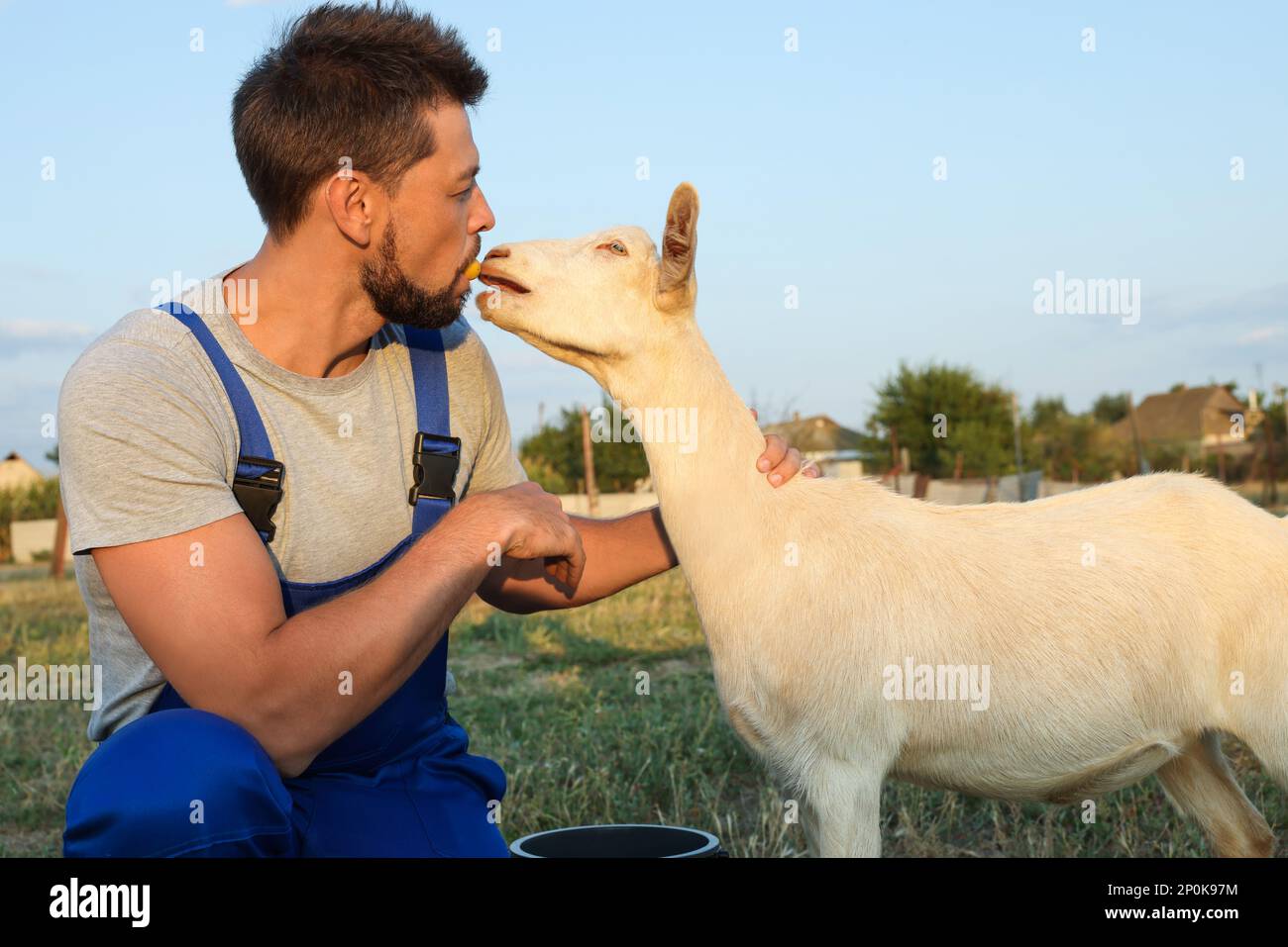 Man feeding goat at farm. Animal husbandry Stock Photo - Alamy