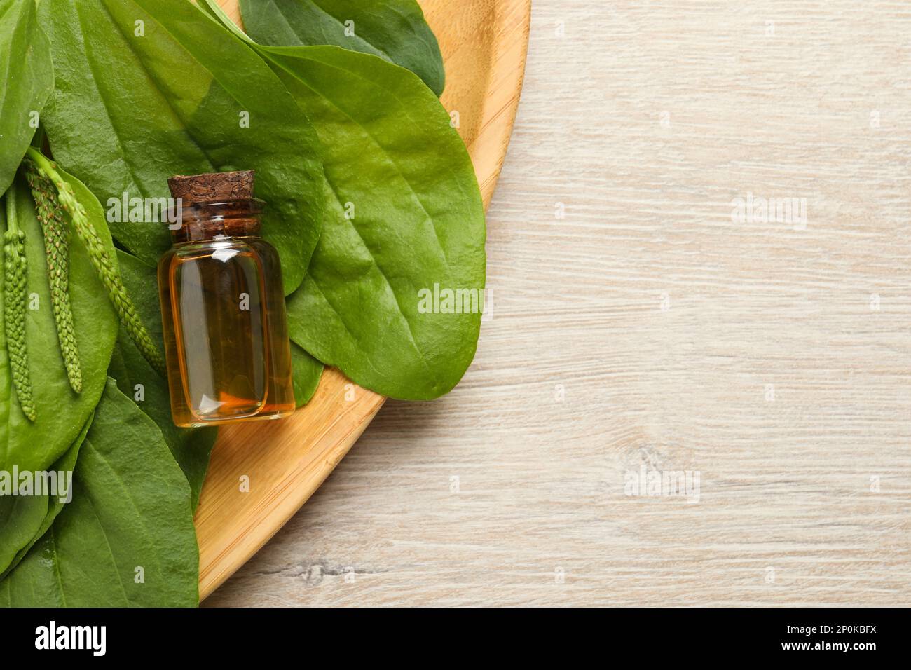 Bottle of broadleaf plantain extract and leaves on wooden table, top ...