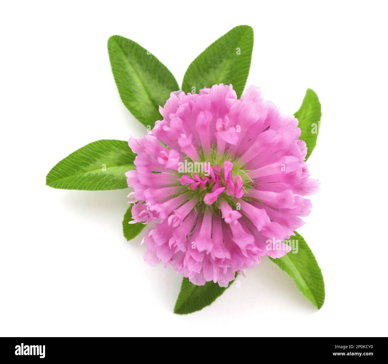 Pink clover flower trifolium trefoil petals blossom hi-res stock ...