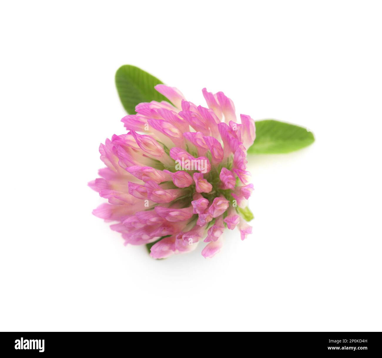 Pink clover flower trifolium trefoil petals blossom hi-res stock ...