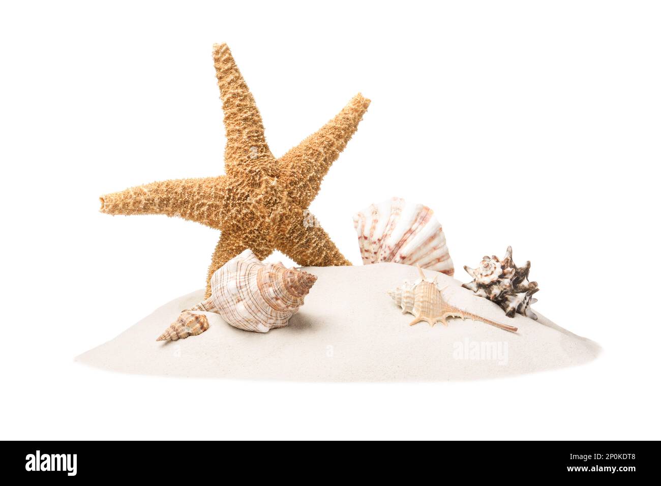 Beautiful sea star and seashells in sand on white background Stock ...