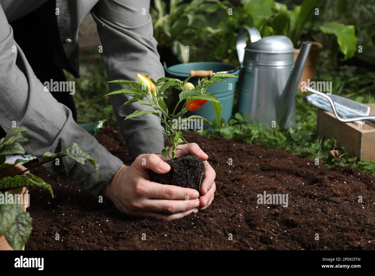 Man transplanting pepper plant into soil in garden, closeup. Space for ...