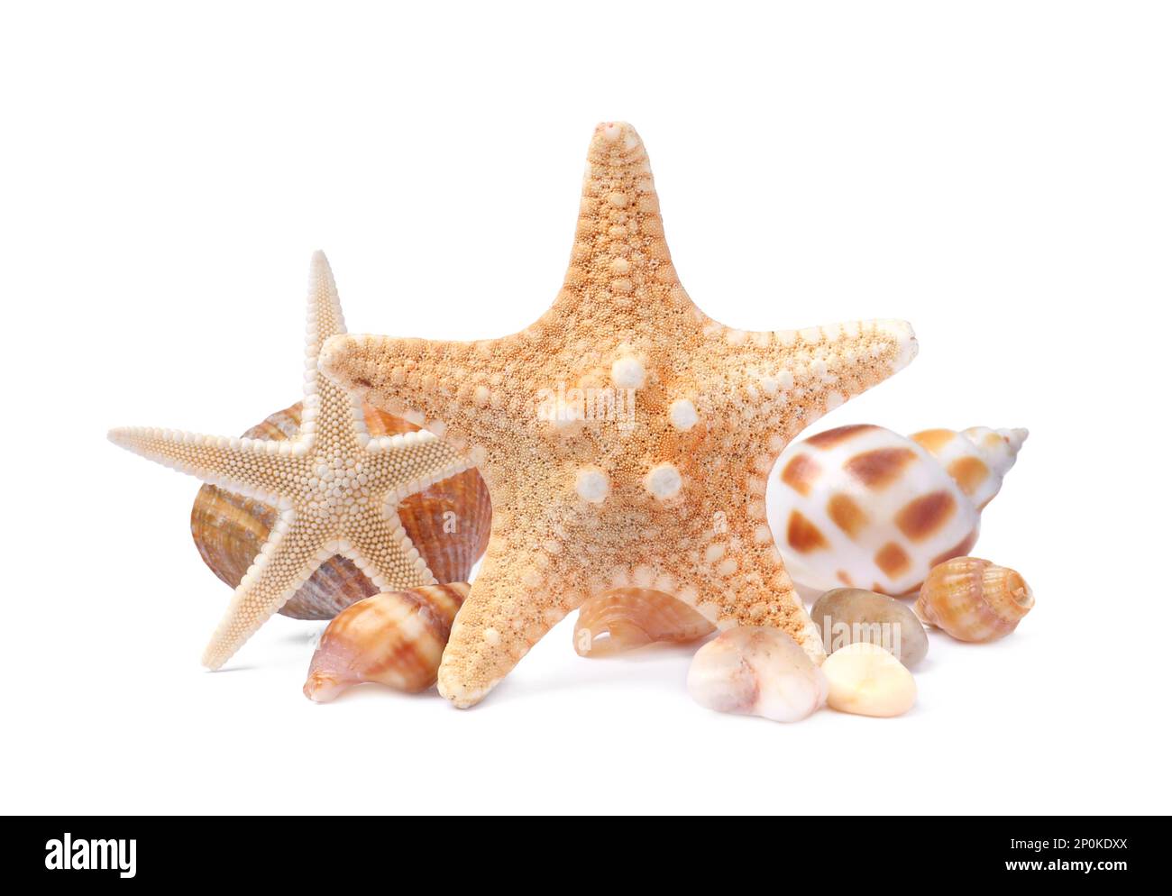 Beautiful sea stars and seashells on white background Stock Photo - Alamy