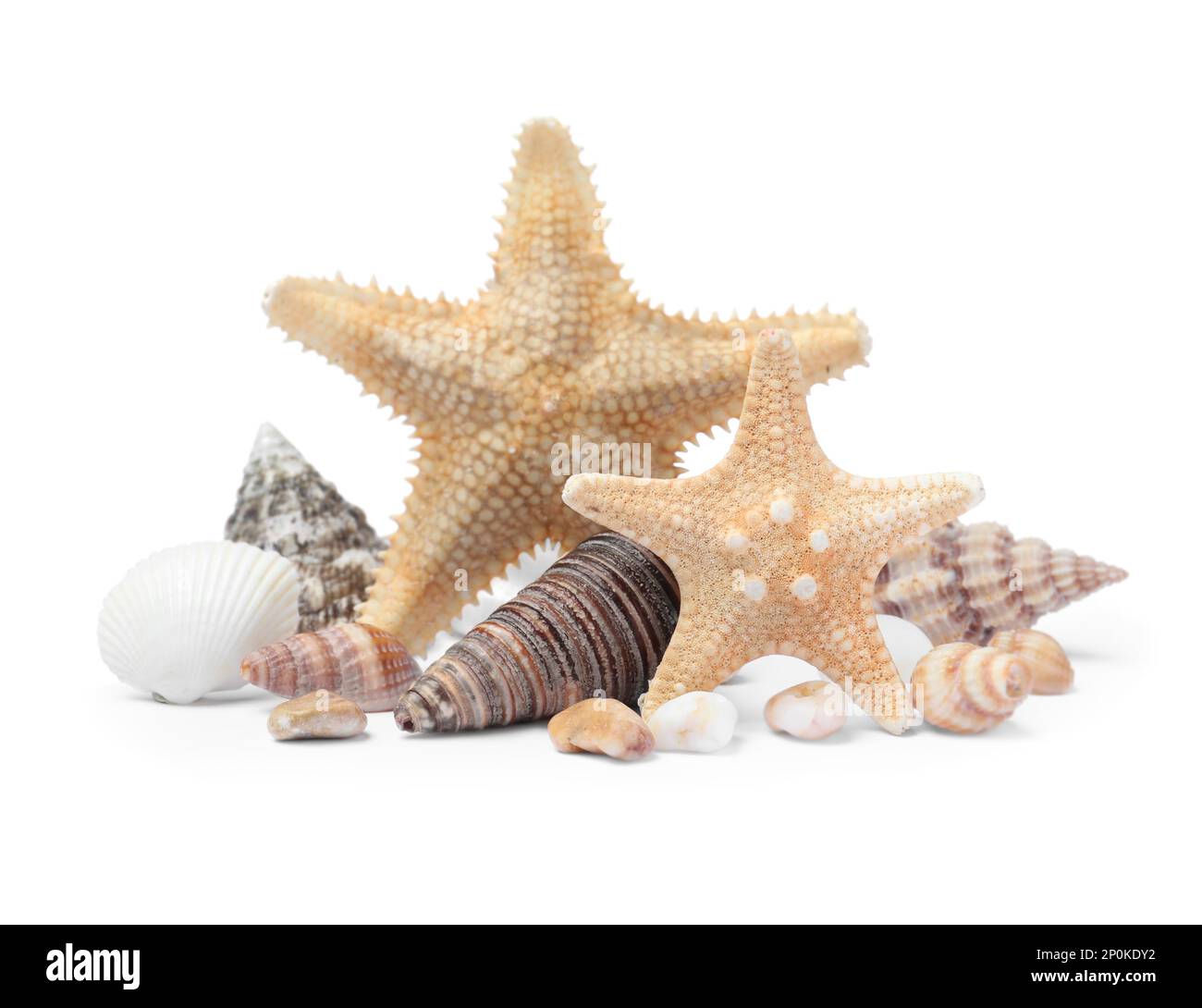 Beautiful sea stars and seashells on white background Stock Photo - Alamy