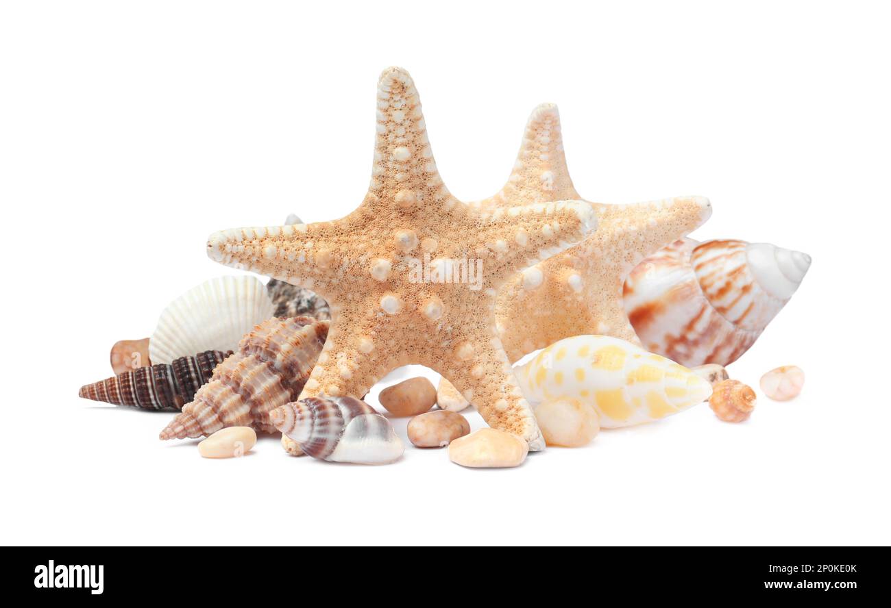 Beautiful sea stars and seashells on white background Stock Photo - Alamy
