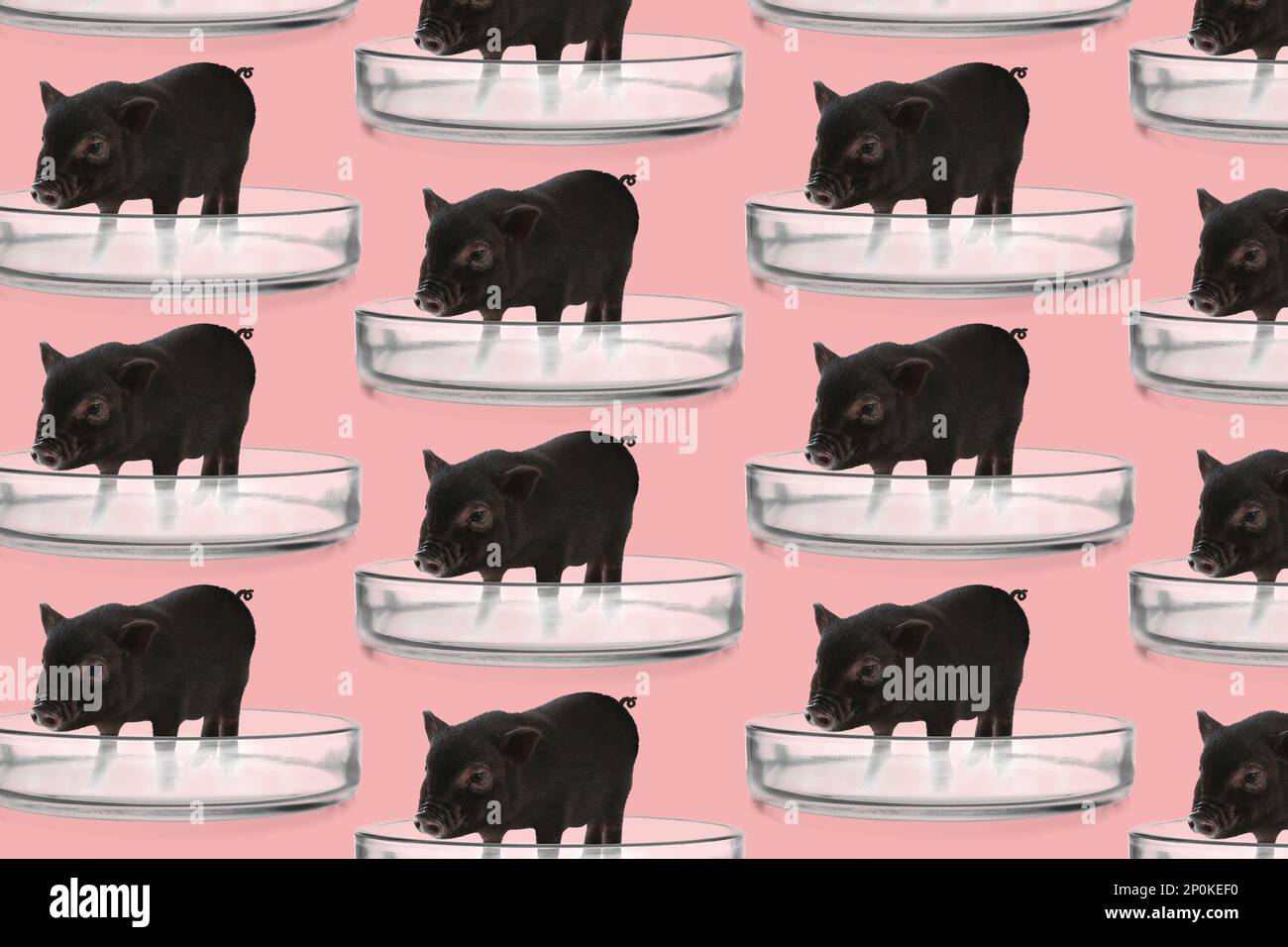 Small pigs in Petri dishes on pink background, pattern design. Cultured ...