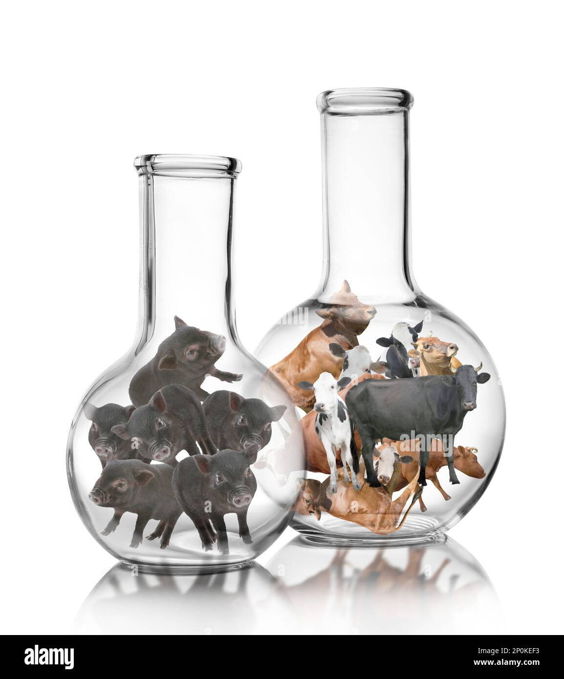 Small cows and pigs in laboratory flasks on white background. Cultured ...