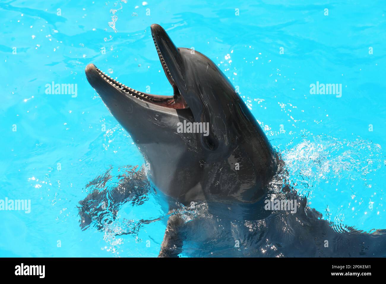 Dolphin swimming in pool at marine mammal park Stock Photo - Alamy