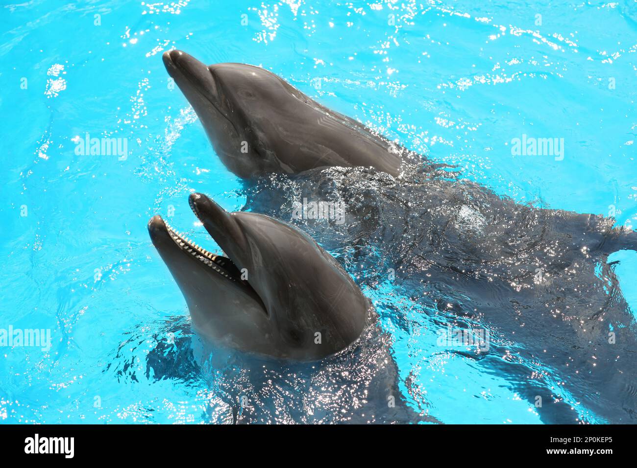 Dolphins swimming in pool at marine mammal park Stock Photo - Alamy