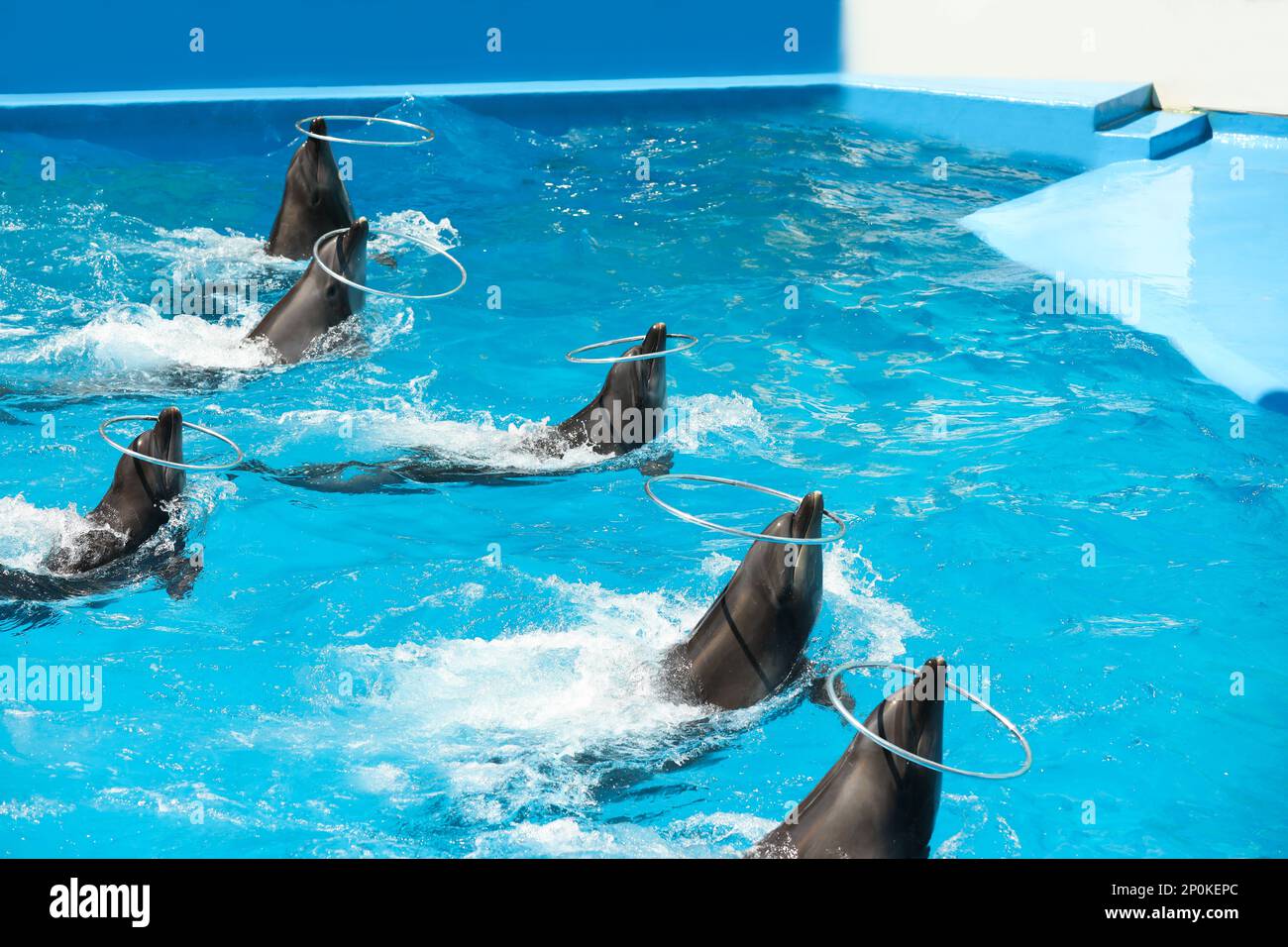 Man dolphins swimming playing hi-res stock photography and images - Alamy