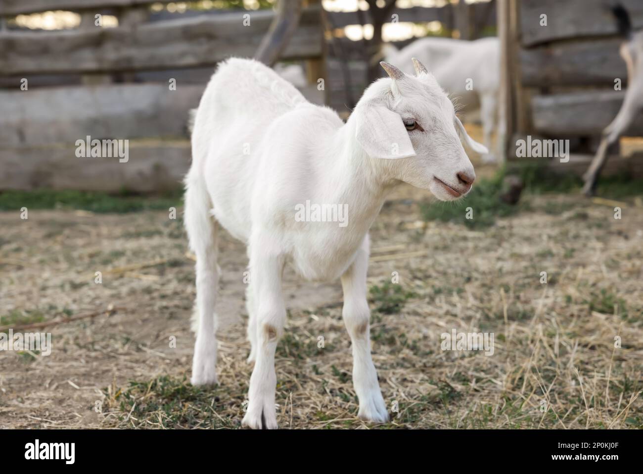 Cute goatling on pasture at farm. Baby animal Stock Photo - Alamy