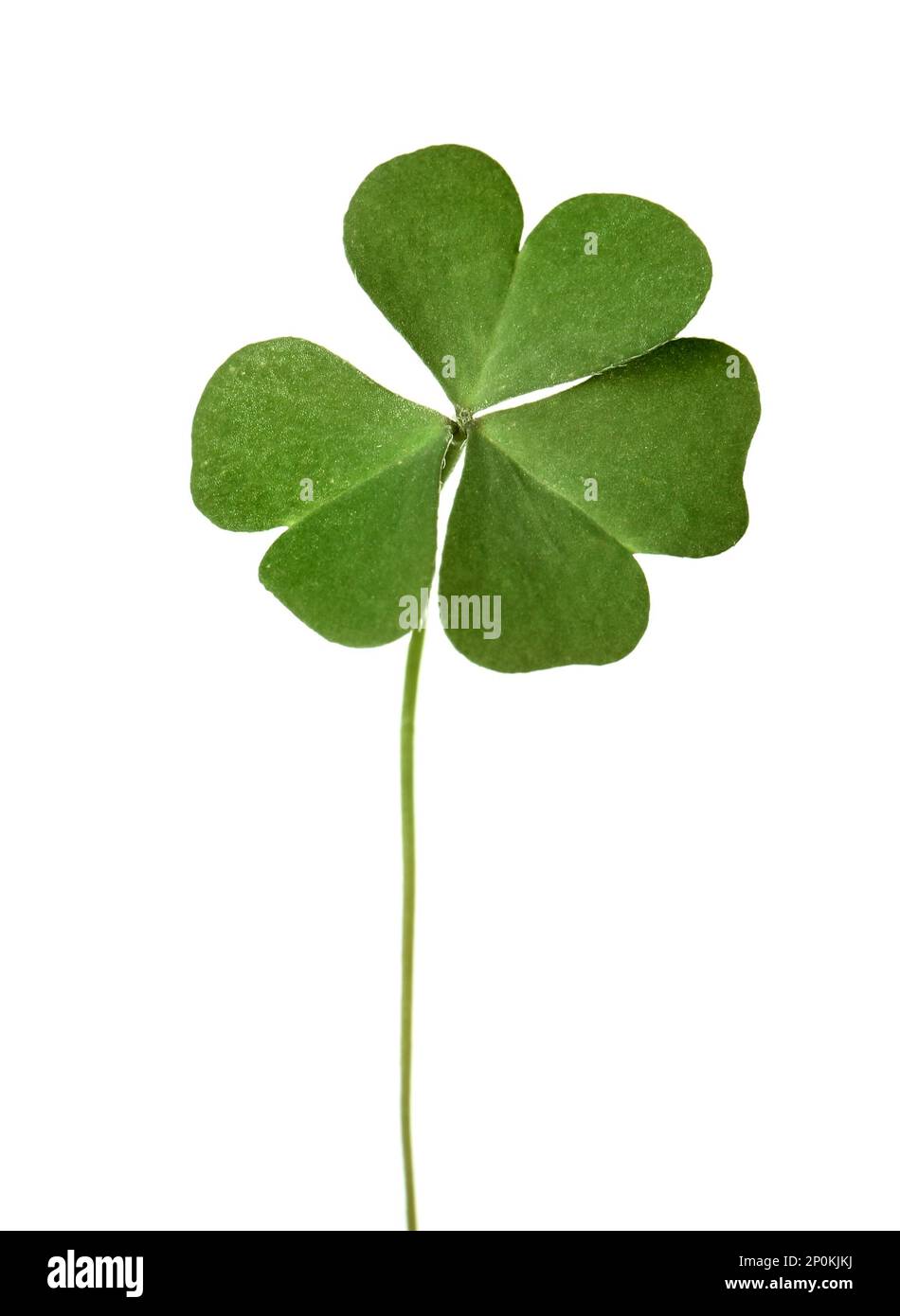 Three leaf shamrock clover Cut Out Stock Images & Pictures - Alamy