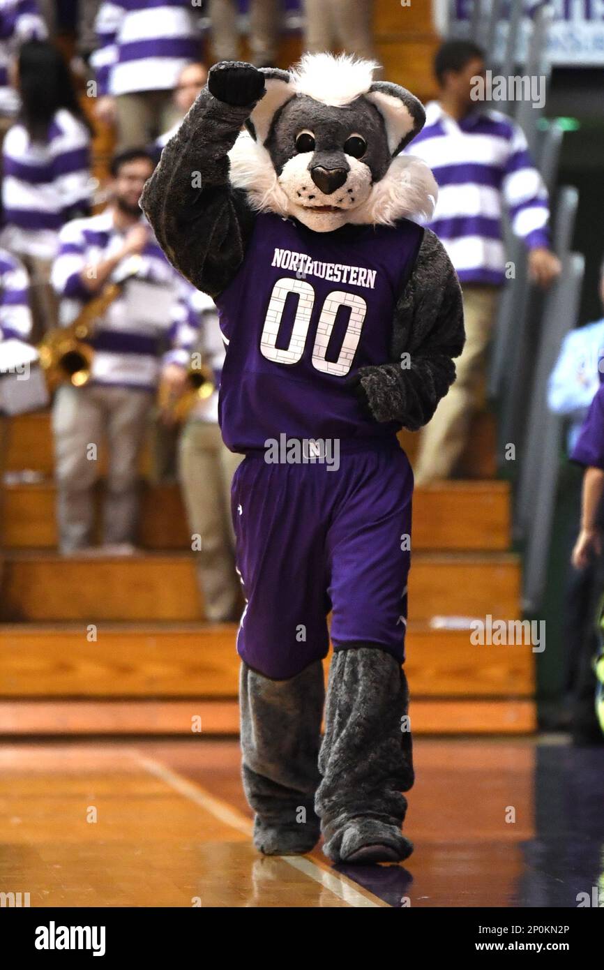 EVANSTON, IL - NOVEMBER 14: Northwestern Wildcats mascot in the second ...