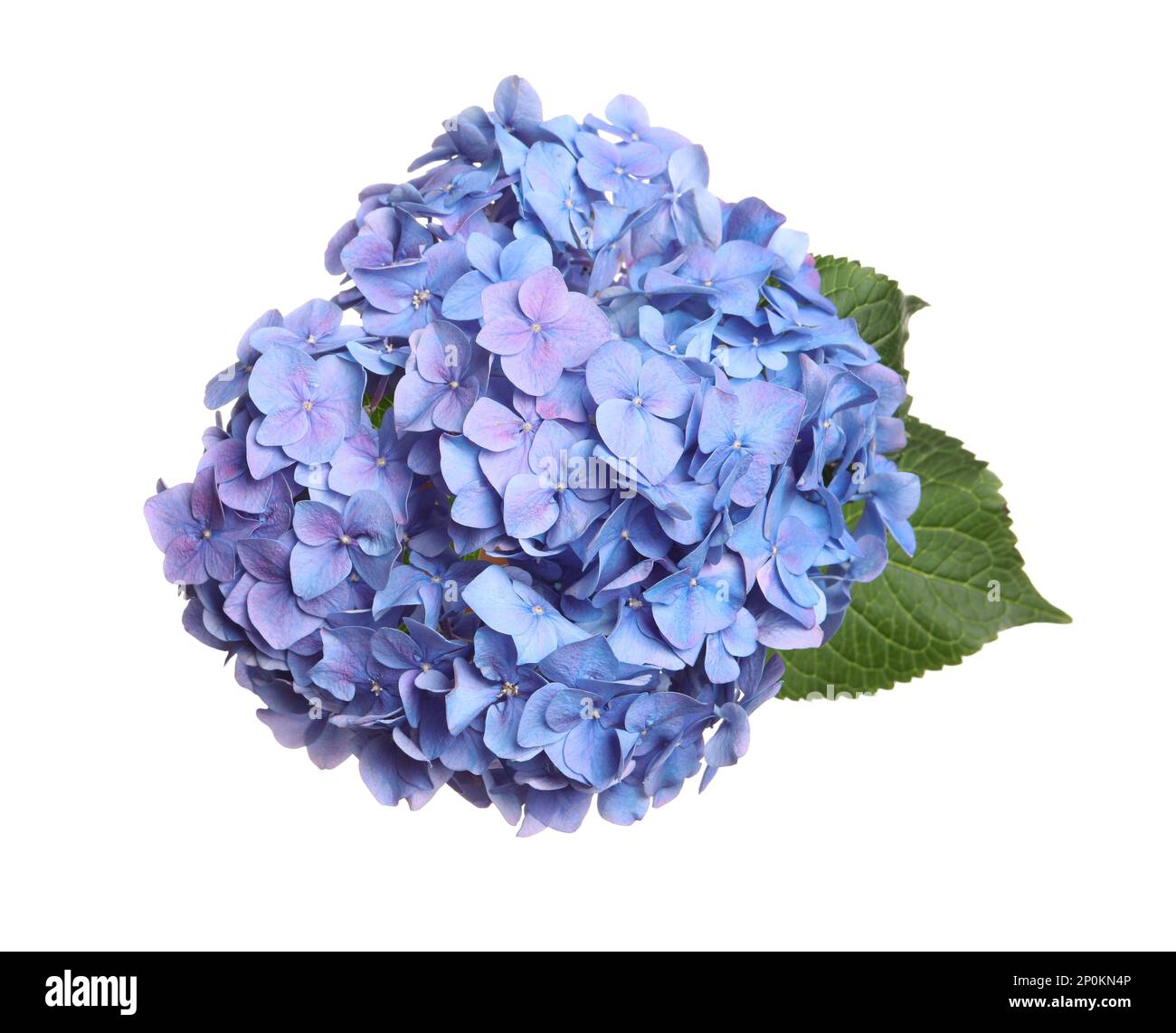 Cluster of delicate leaves Cut Out Stock Images & Pictures - Alamy