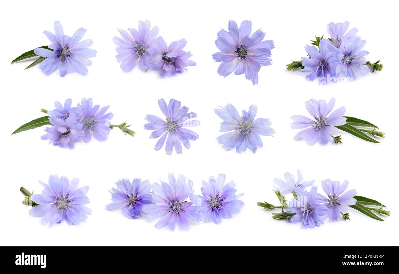 Beautiful tender chicory flowers on white background, collage Stock ...