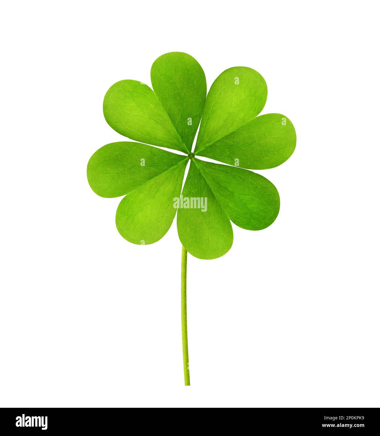 Fresh green four-leaf clover on white background Stock Photo - Alamy
