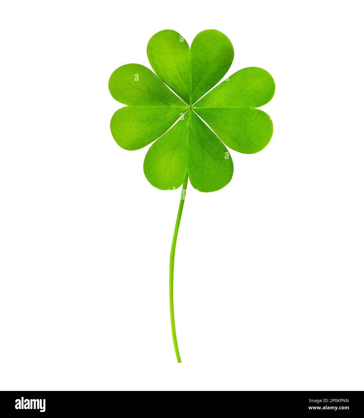 Fresh green four-leaf clover on white background Stock Photo - Alamy