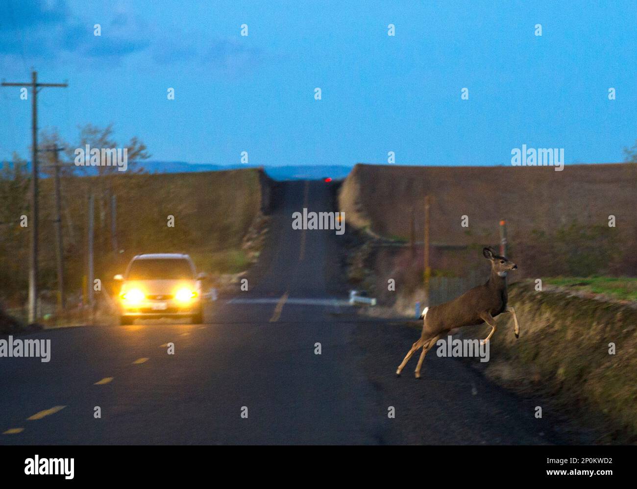 A deer runs off a road as a vehicle approaches in Milton-Freewater, Ore ...