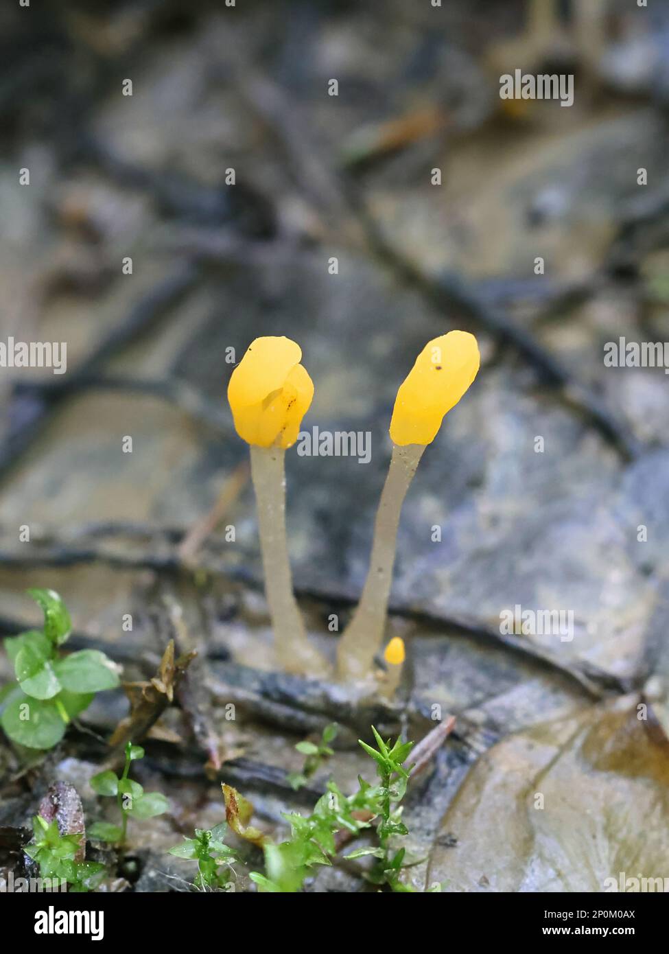 Mitrula borealis, commonly known as swamp beacon or bog beacon, wild ...