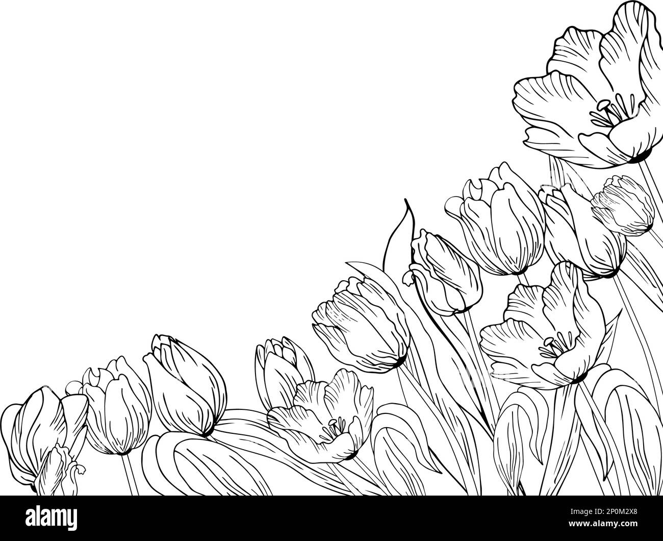 Floral floral background with tulips. Hand drawing Stock Vector Image ...