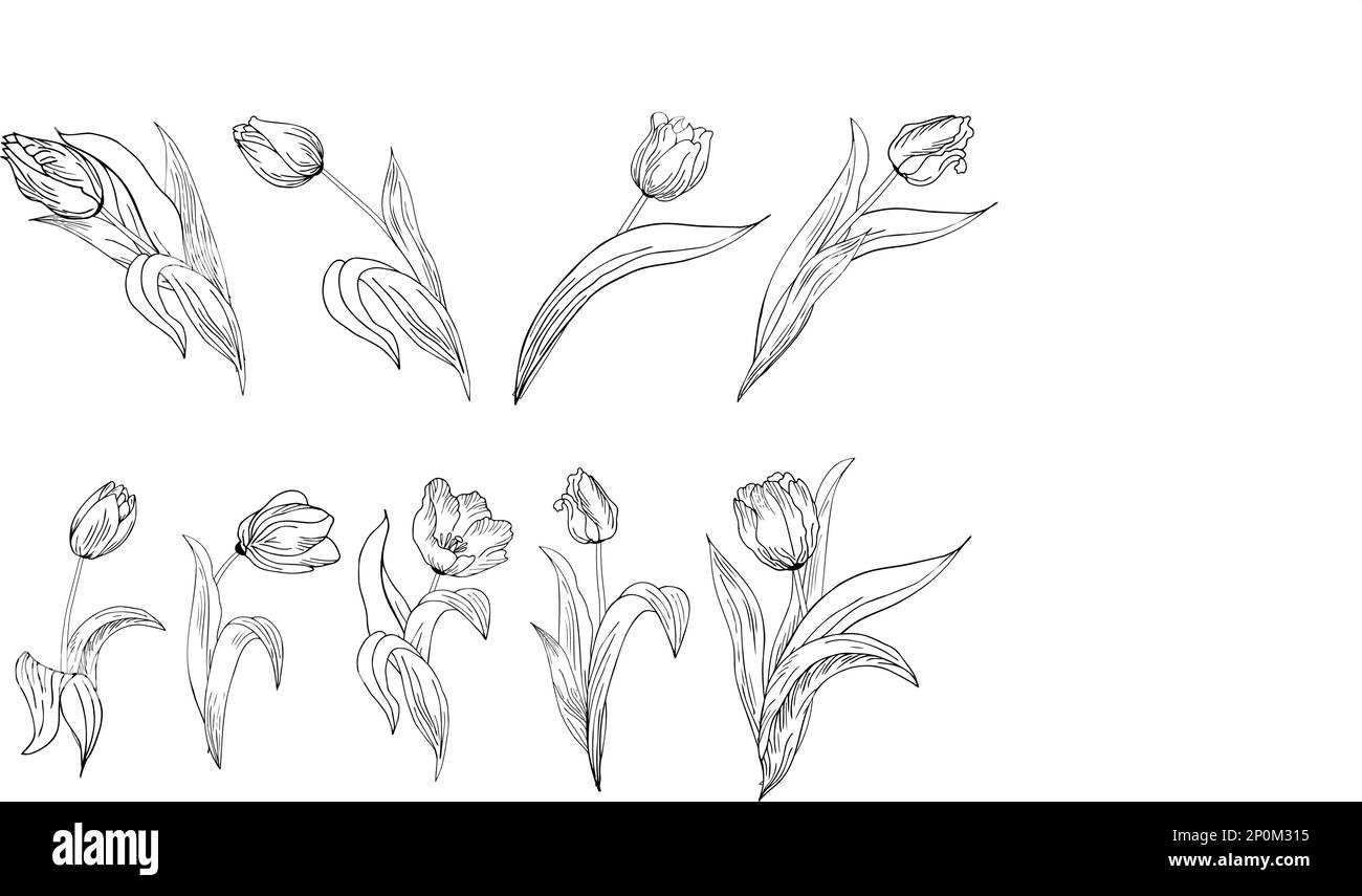 Floral floral background with tulips. Hand drawing Stock Vector Image ...