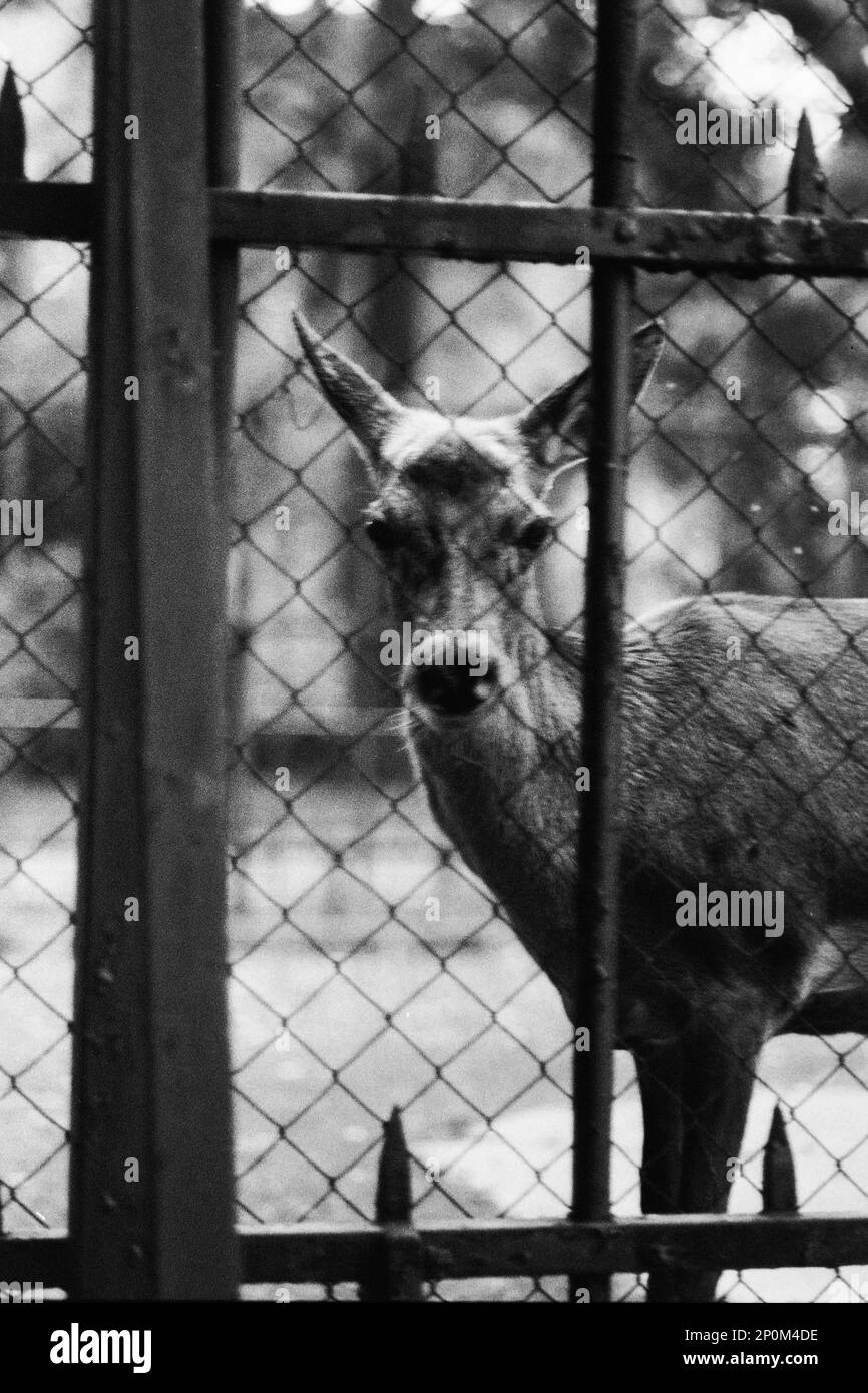 Archives 80ies: Animals in captivity, at Tete d'Or Park zoo, Lyon ...